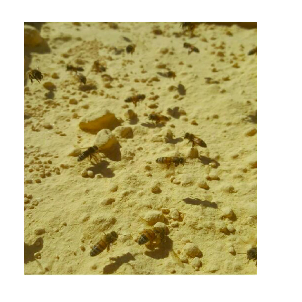 Dry Pollen Sub – RJS Bee Farm and Beekeeping Supplies